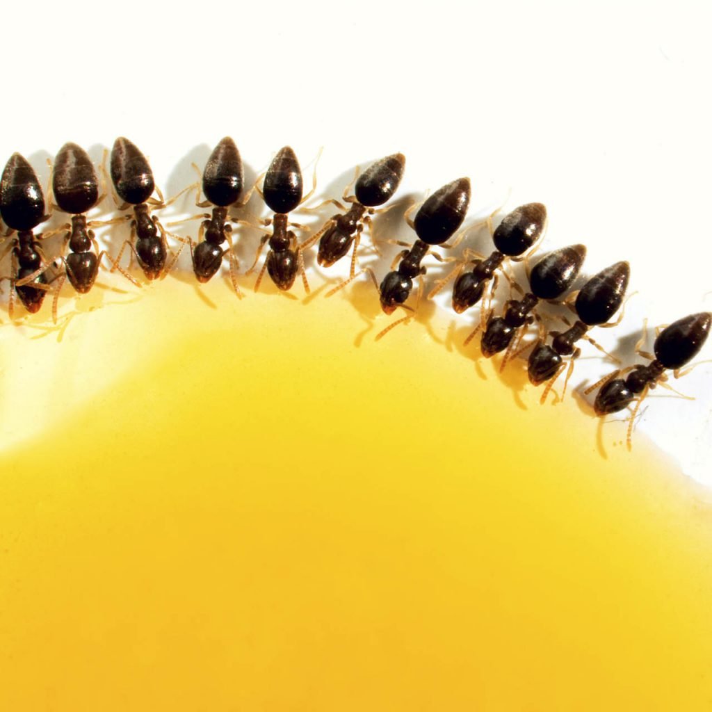 Top Local Pest Control Company | PestOff Singapore